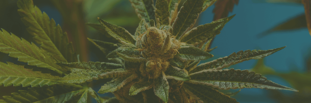 Best Weed Dispensary in Marina Del Rey: Highway Cannabis